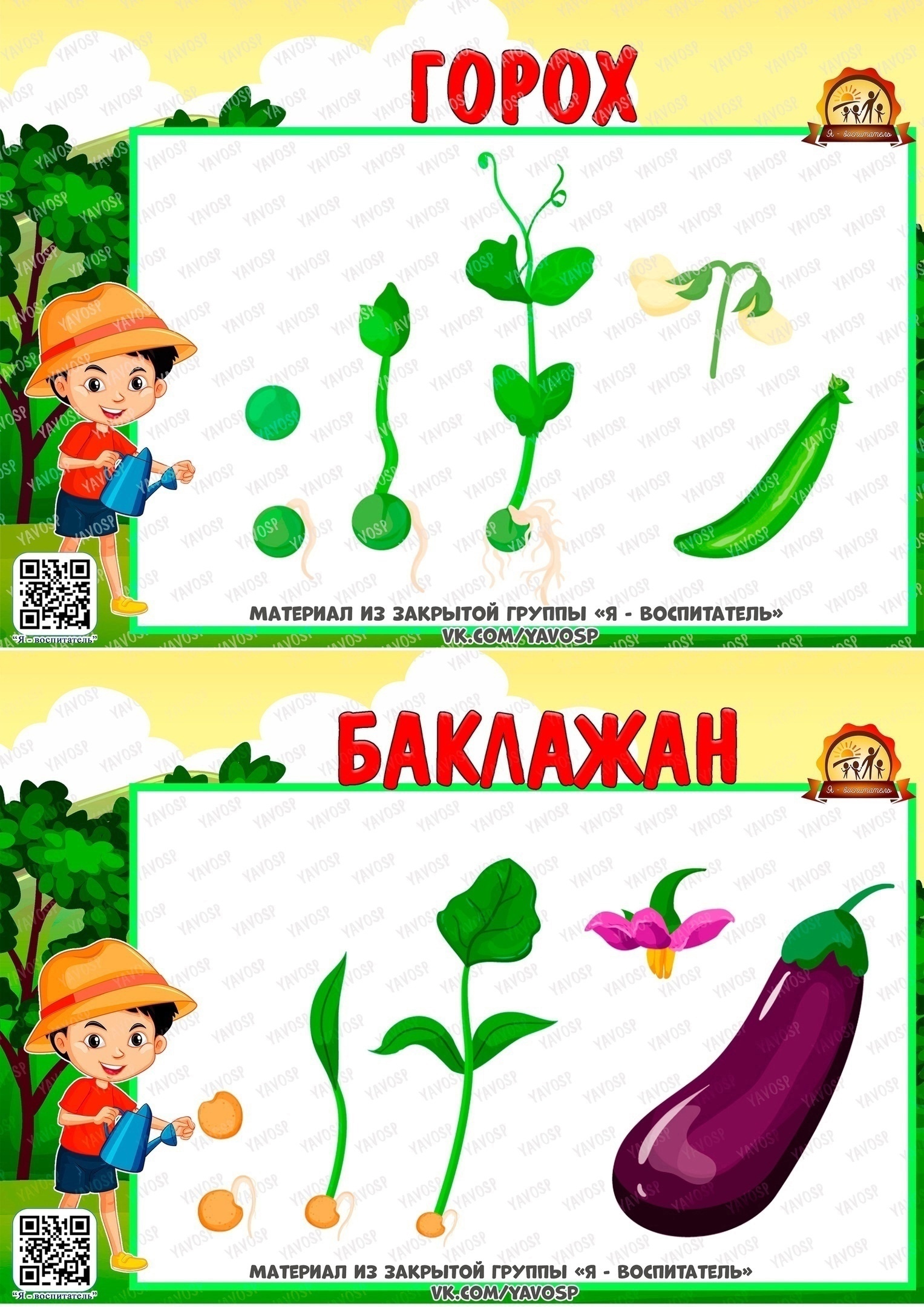 Цикл роста растений в виде плакатов а4 - как развивается растение ...