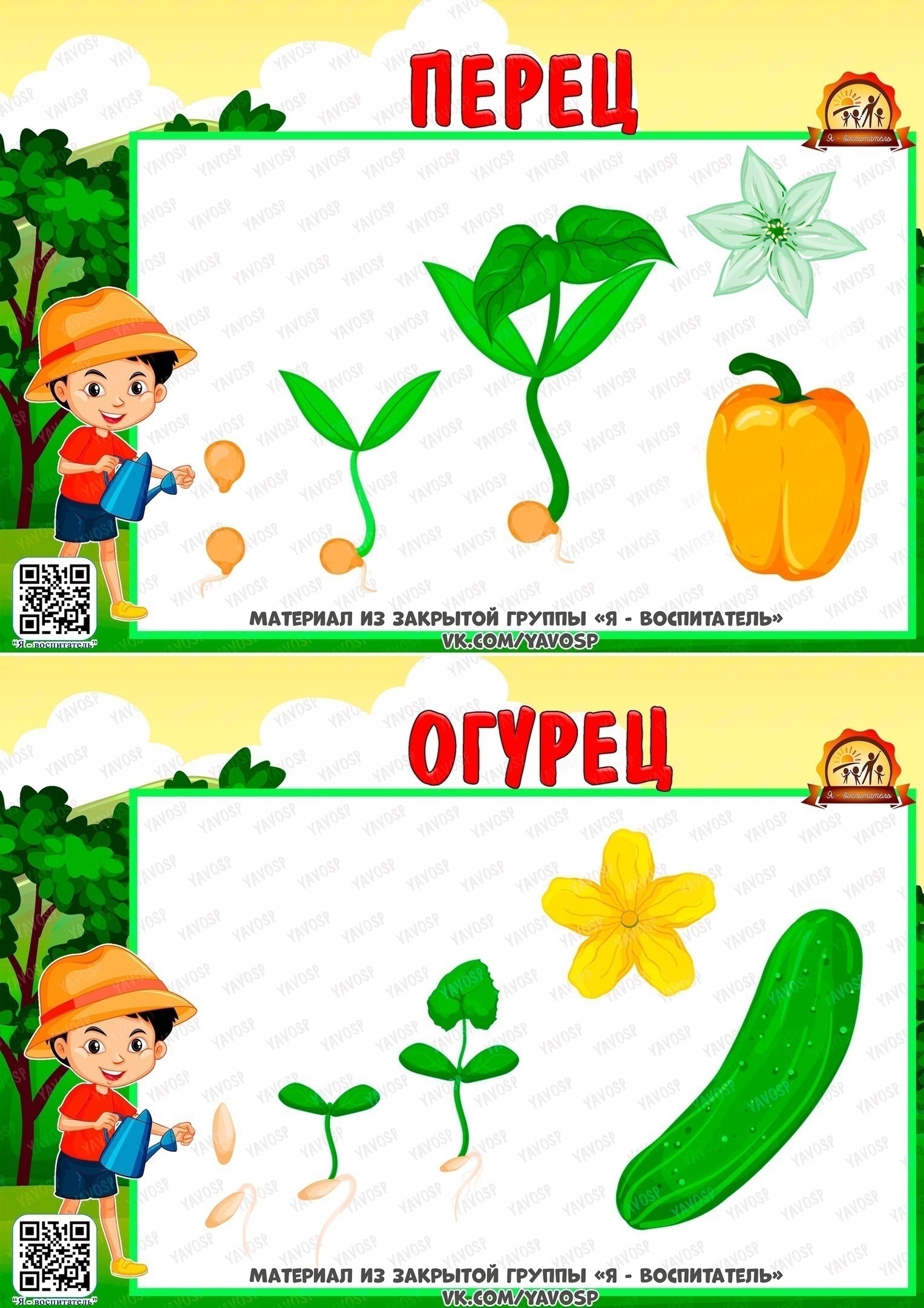 Цикл роста растений в виде плакатов а4 - как развивается растение ...